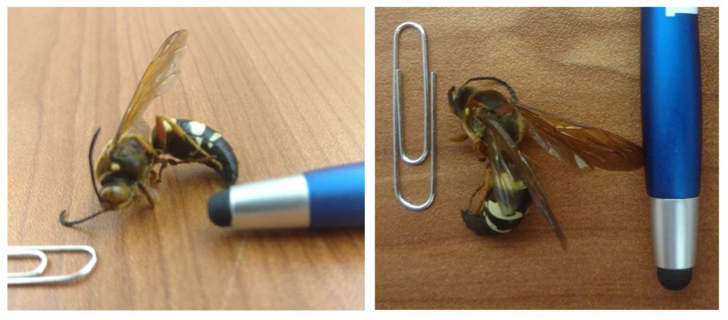 Imposter Identities: “Murder Hornets” vs. Eastern Cicada Killers - UF ...