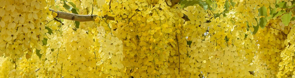 What’s in Bloom? …Golden Shower - UF/IFAS Extension Orange County