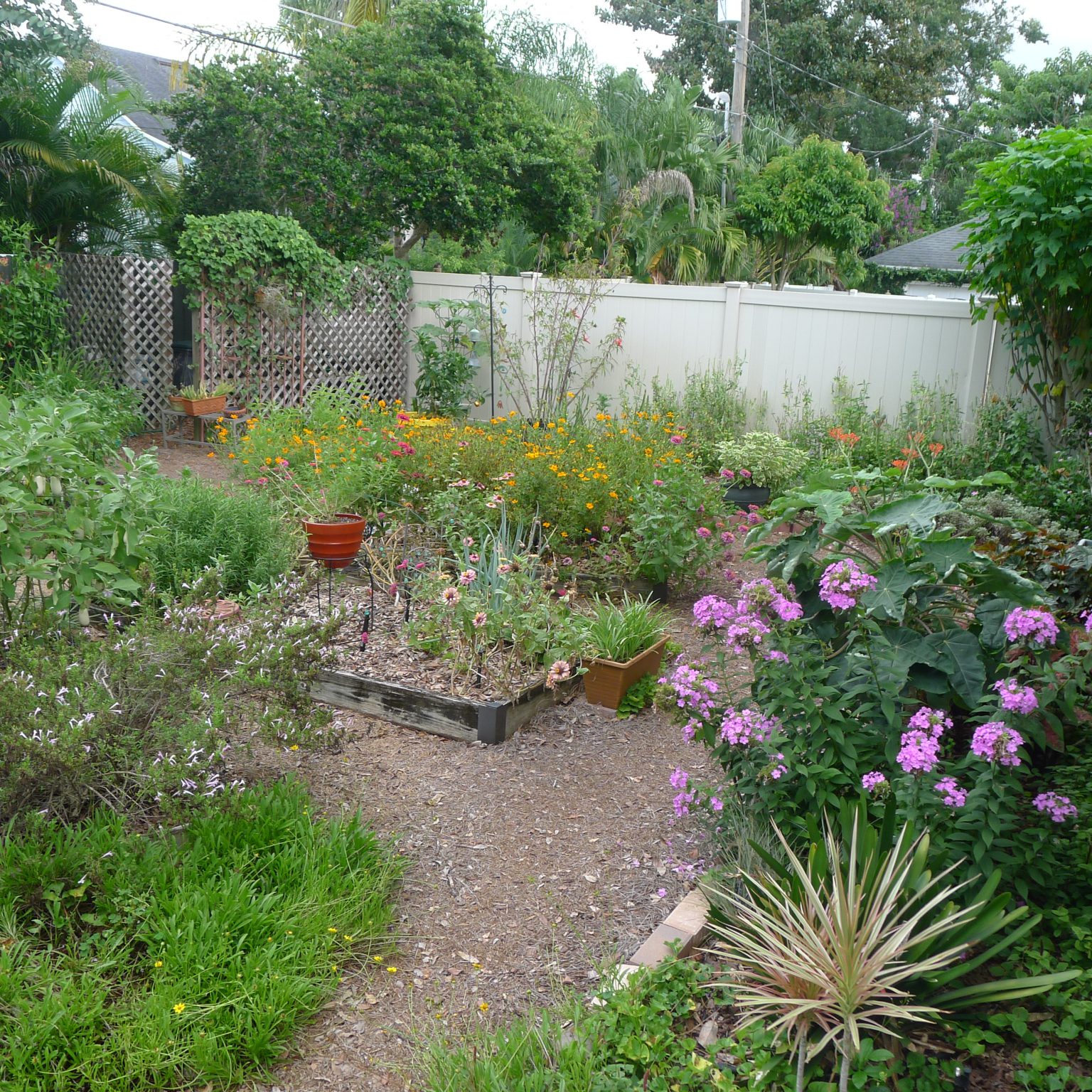 No Mow Lawns in Florida - UF/IFAS Extension Orange County