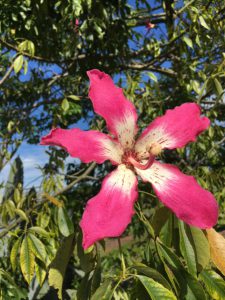 The Silk Floss Tree - UF/IFAS Extension Orange County