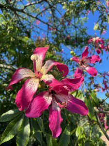 The Silk Floss Tree - UF/IFAS Extension Orange County