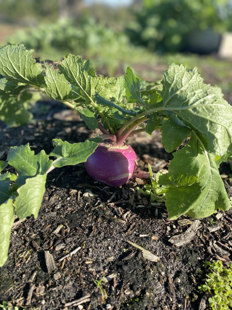 When Life Gives You Turnips... - UF/IFAS Extension Orange County