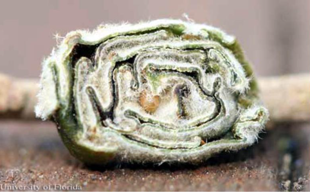 Cigar rolling insects? - UF/IFAS Extension Orange County