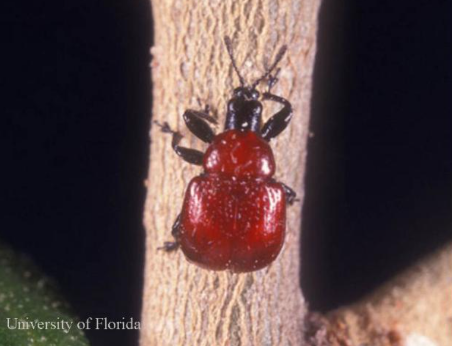 Cigar rolling insects? - UF/IFAS Extension Orange County