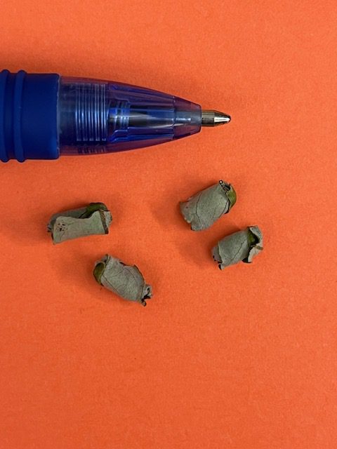 Cigar rolling insects? - Extra Mile Pest Control and Lawn Solution