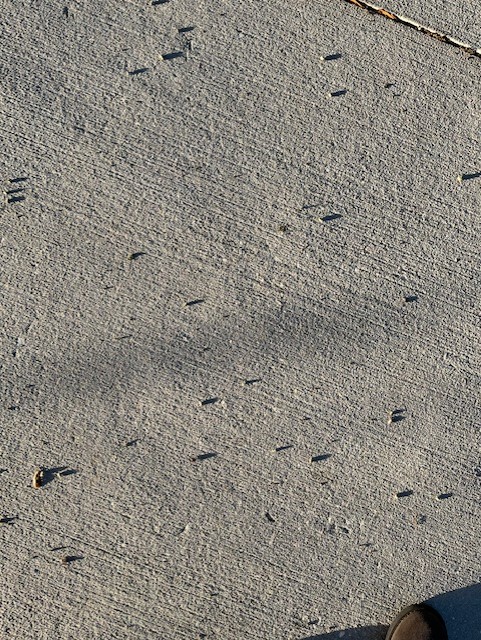 Cigar rolling insects? - UF/IFAS Extension Orange County