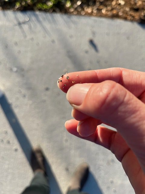 Cigar rolling insects? - UF/IFAS Extension Orange County