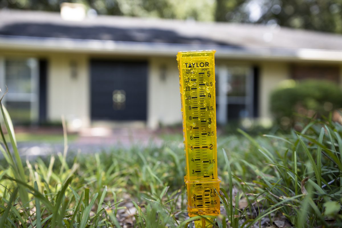 Got Chinch Bugs? - UF/IFAS Extension Orange County