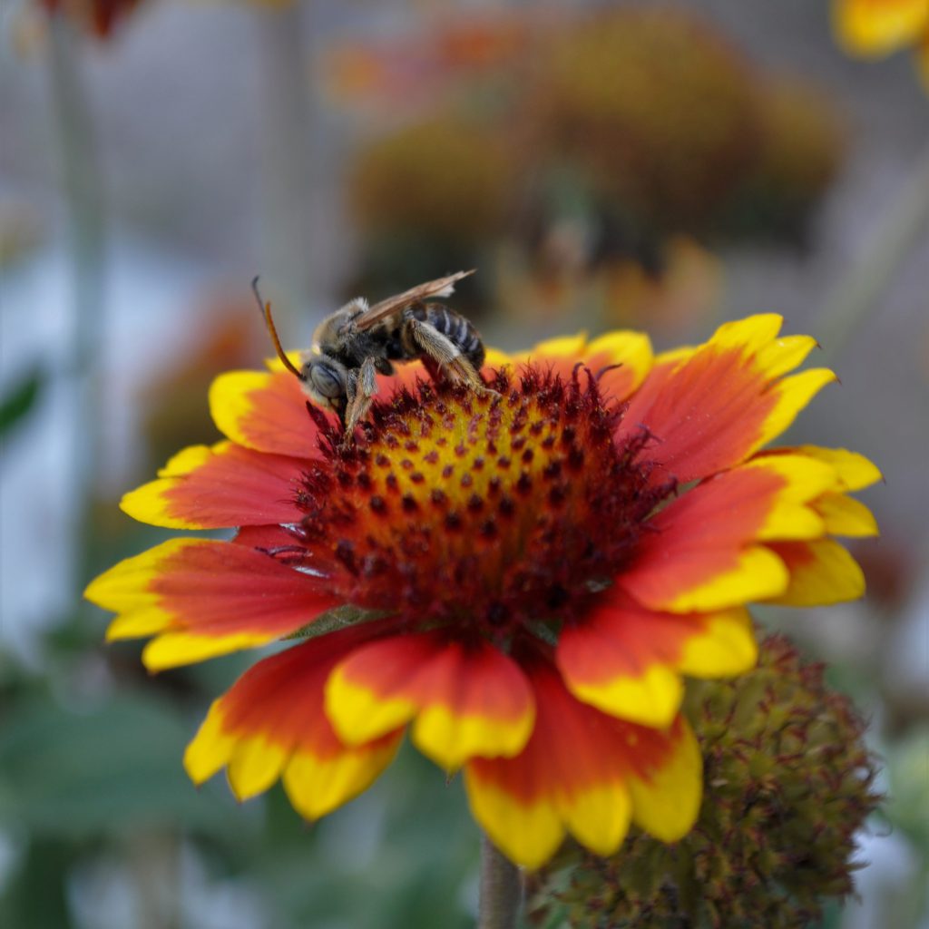 Celebrating National Pollinator Week - UF/IFAS Extension Orange County
