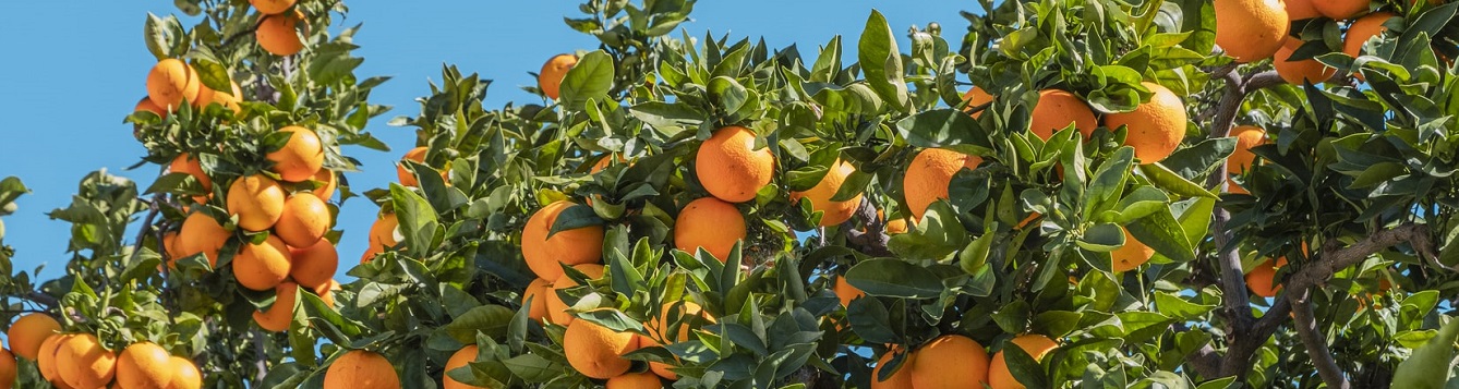 Snout scale: a potential new pest for Florida citrus - UF/IFAS ...