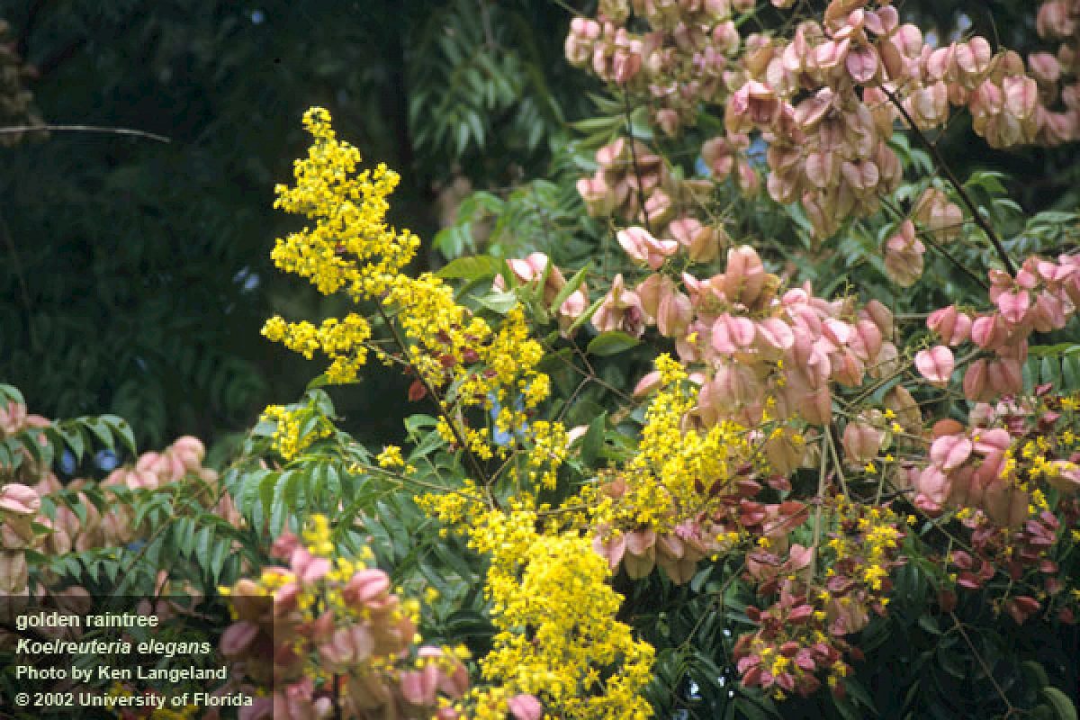 Golden Rain Tree: The Allure of the Invasive Intruder - UF/IFAS ...