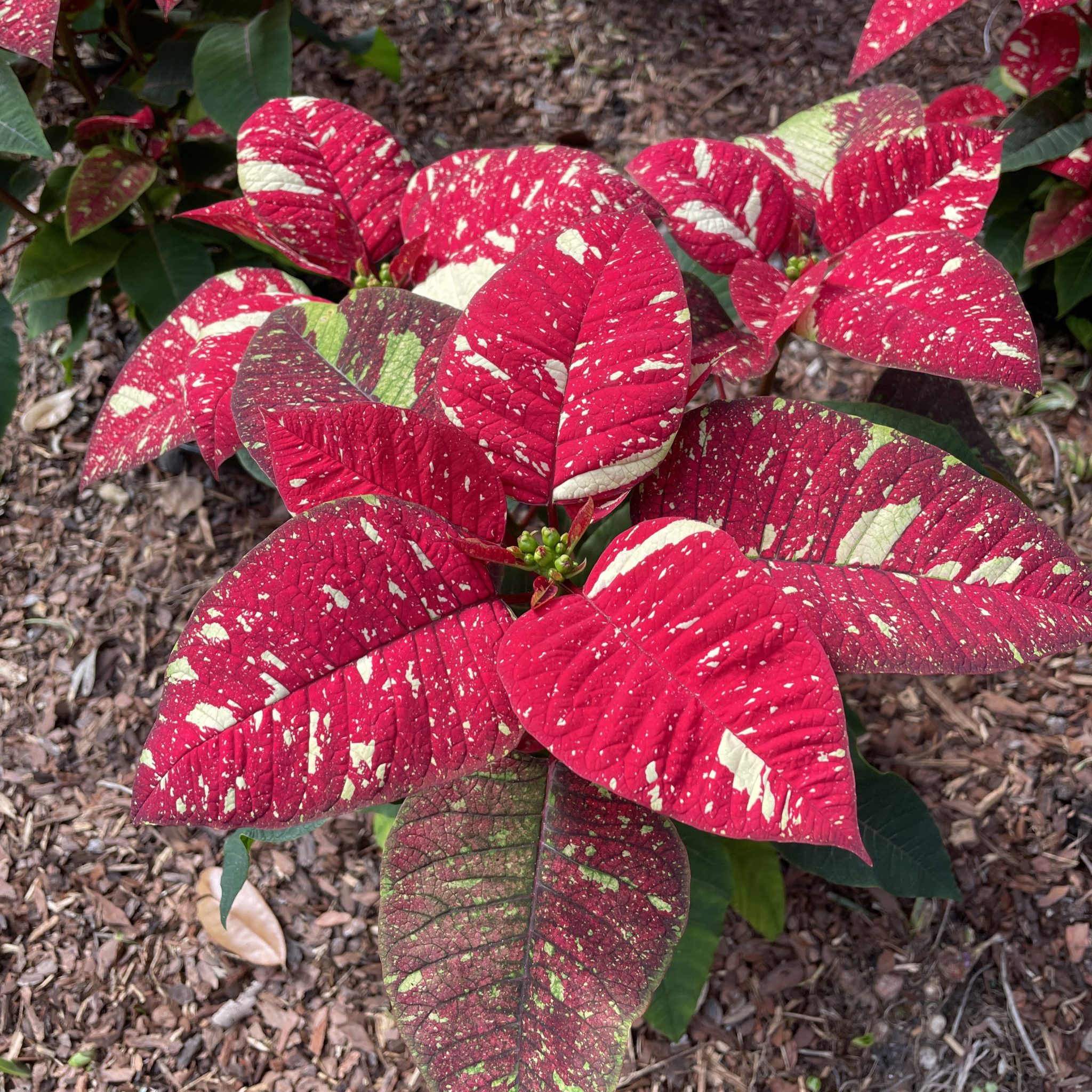 Thriving Beyond the Season: A Guide to Growing 5 Common Holiday Plants ...