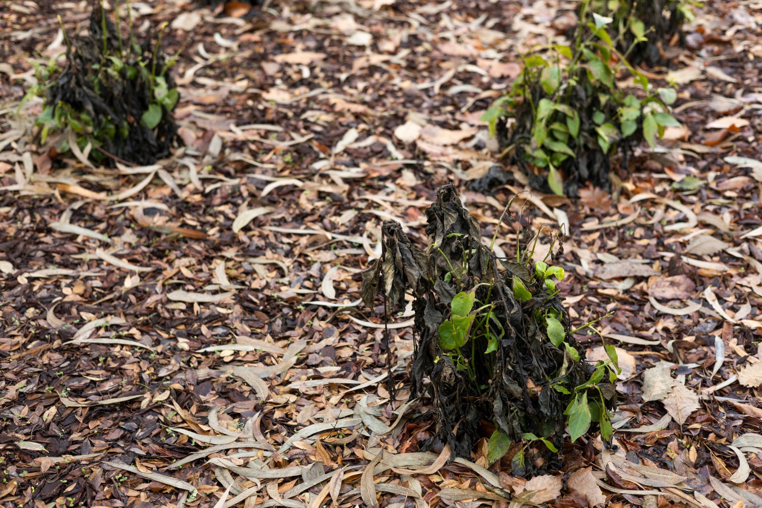 Winter is Coming: Protect Your Plants from the Cold - UF/IFAS Extension ...