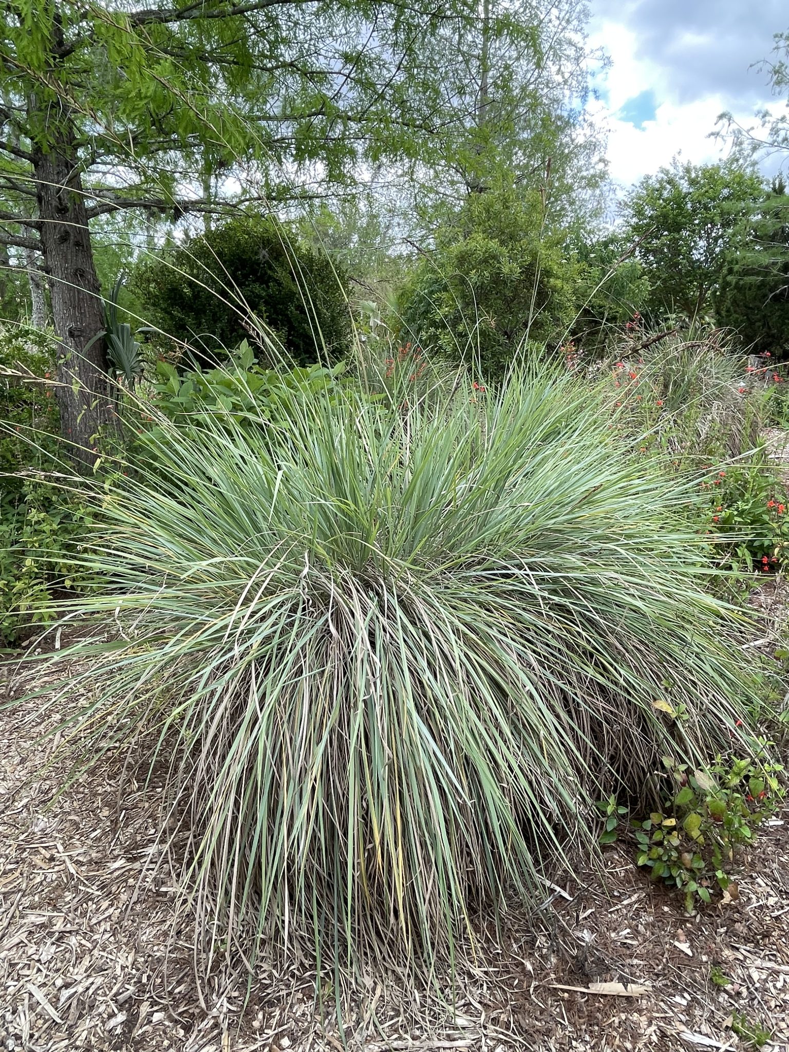 Books and Blooms: A Native Pollinator Garden Takes Root at the Winter ...