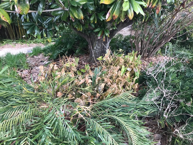 Recognizing Cold Damage on Plants - UF/IFAS Extension Osceola County