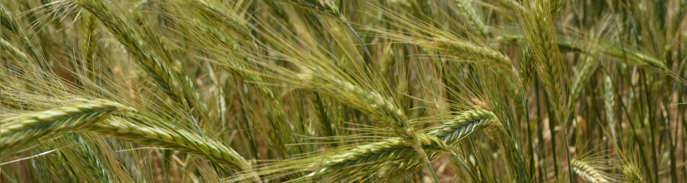 Triticale - UF/IFAS Extension Osceola County