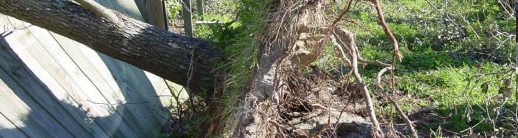 Handbook of Florida Fence and Property Law: Trees - UF/IFAS Extension ...