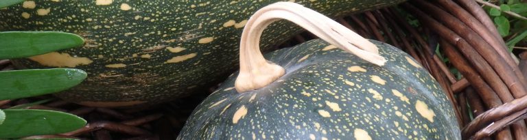 Growing Tropical Squash in Florida - UF/IFAS Extension Osceola County