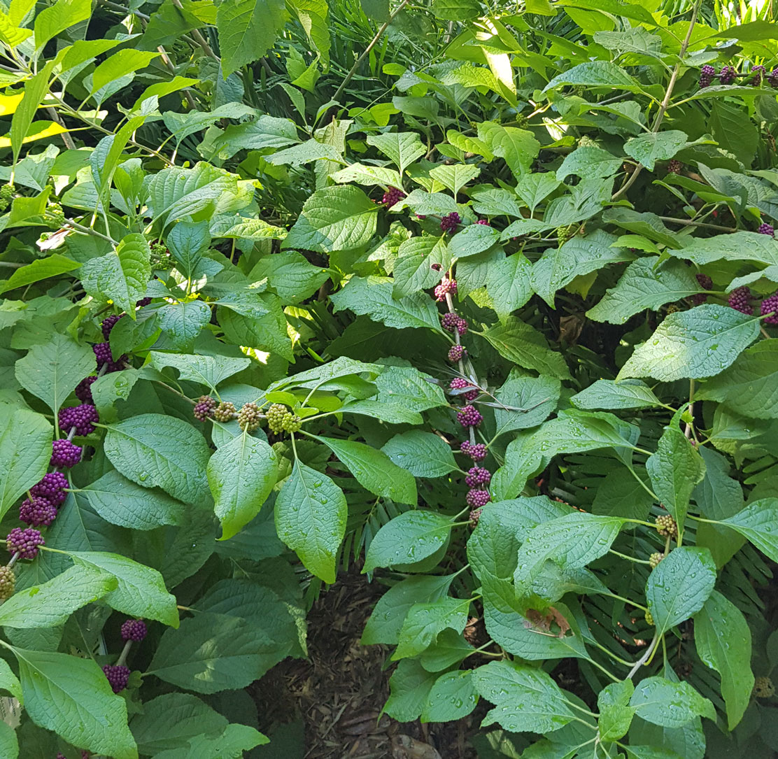 American beauty combats mosquitoes - UF/IFAS Extension Osceola County