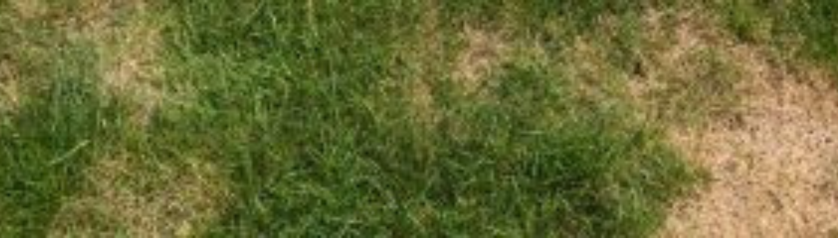 Controlling Brown Patch in the Lawn - UF/IFAS Extension Osceola County