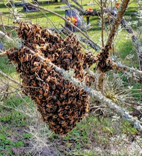 Bee on the lookout for honey bee swarms - UF/IFAS Extension Osceola County