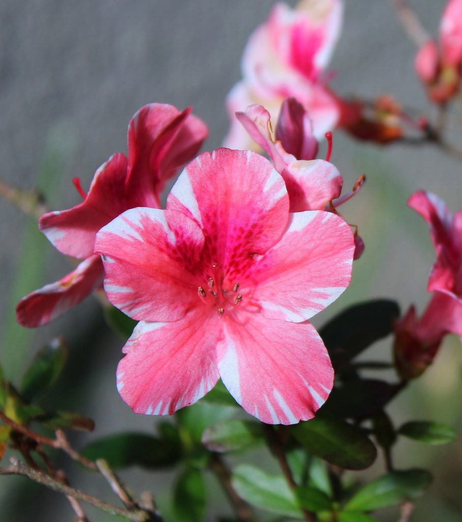 Cold Damage in the Garden - UF/IFAS Extension Osceola County