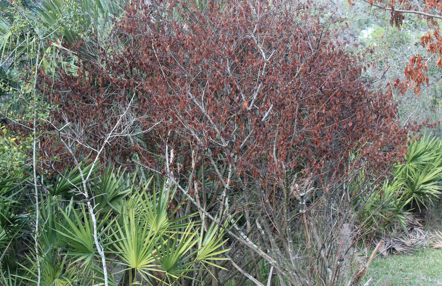 Cold Damage in the Garden - UF/IFAS Extension Osceola County