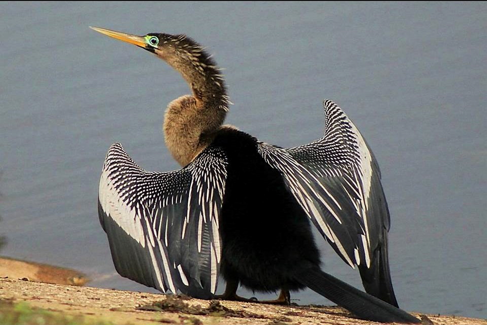 Protecting Park Birds and Creatures - UF/IFAS Extension Osceola County