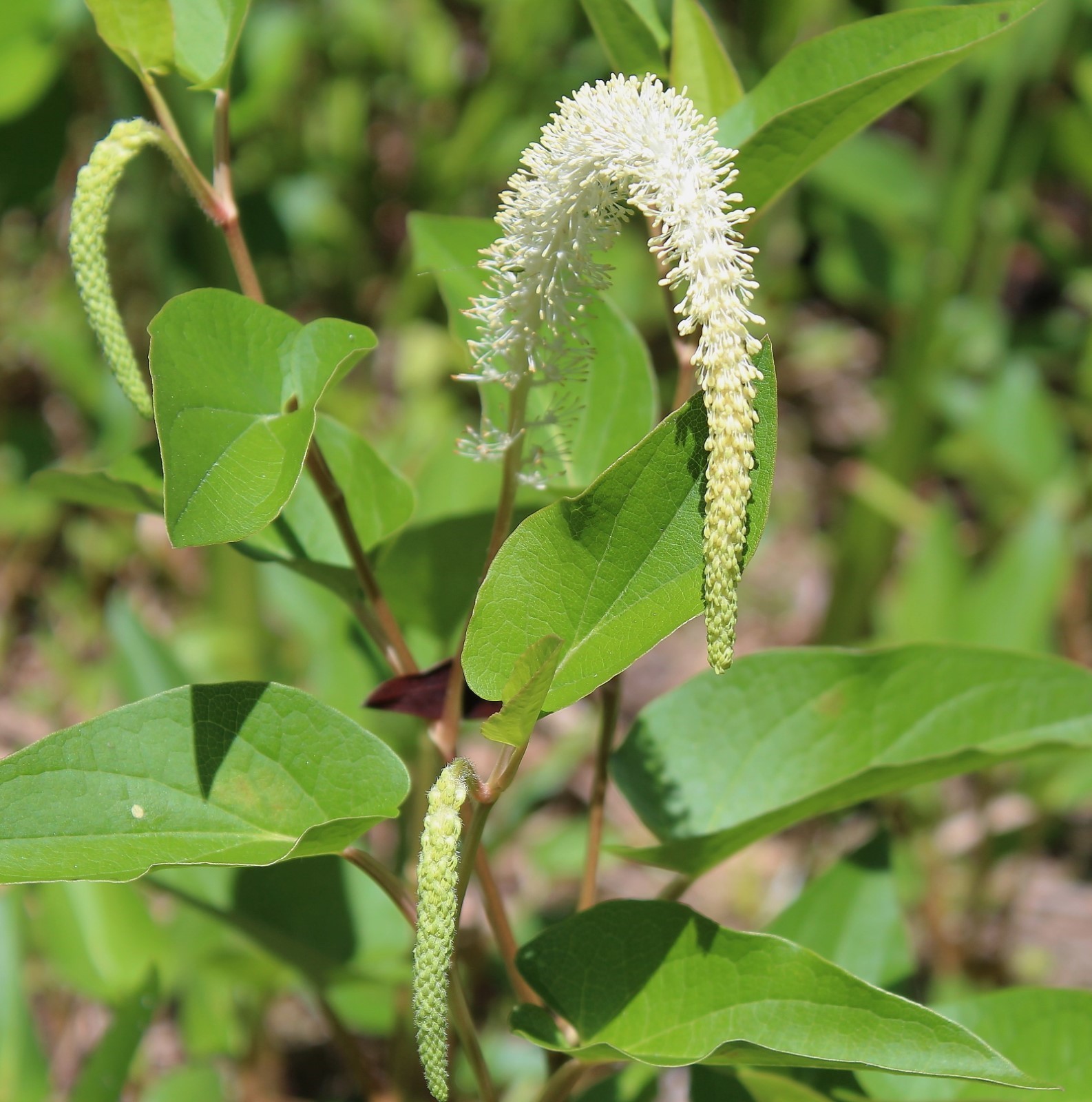 Make Your Pond Attractive to Wildlife - UF/IFAS Extension Osceola County