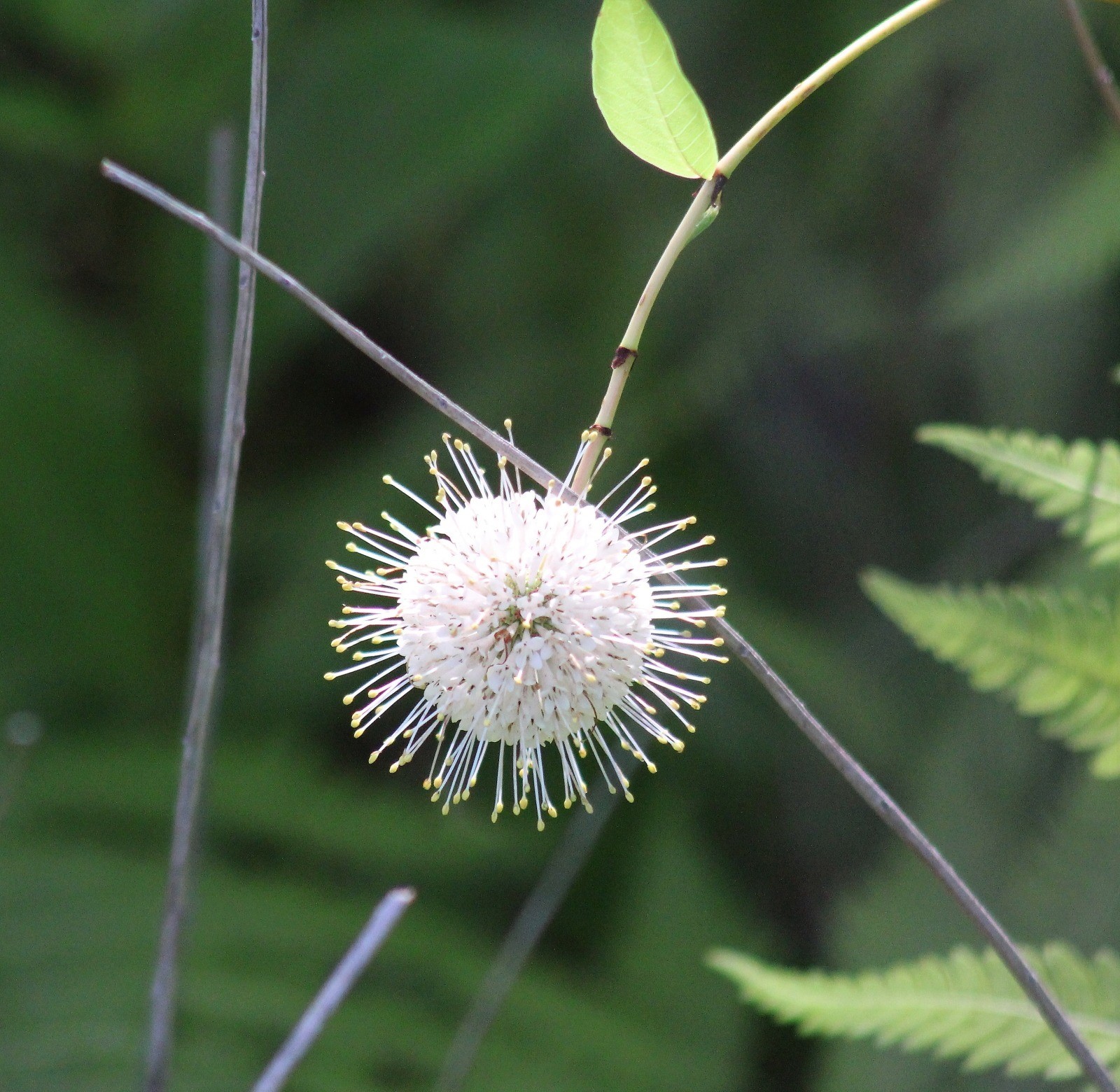 Make Your Pond Attractive to Wildlife - UF/IFAS Extension Osceola County