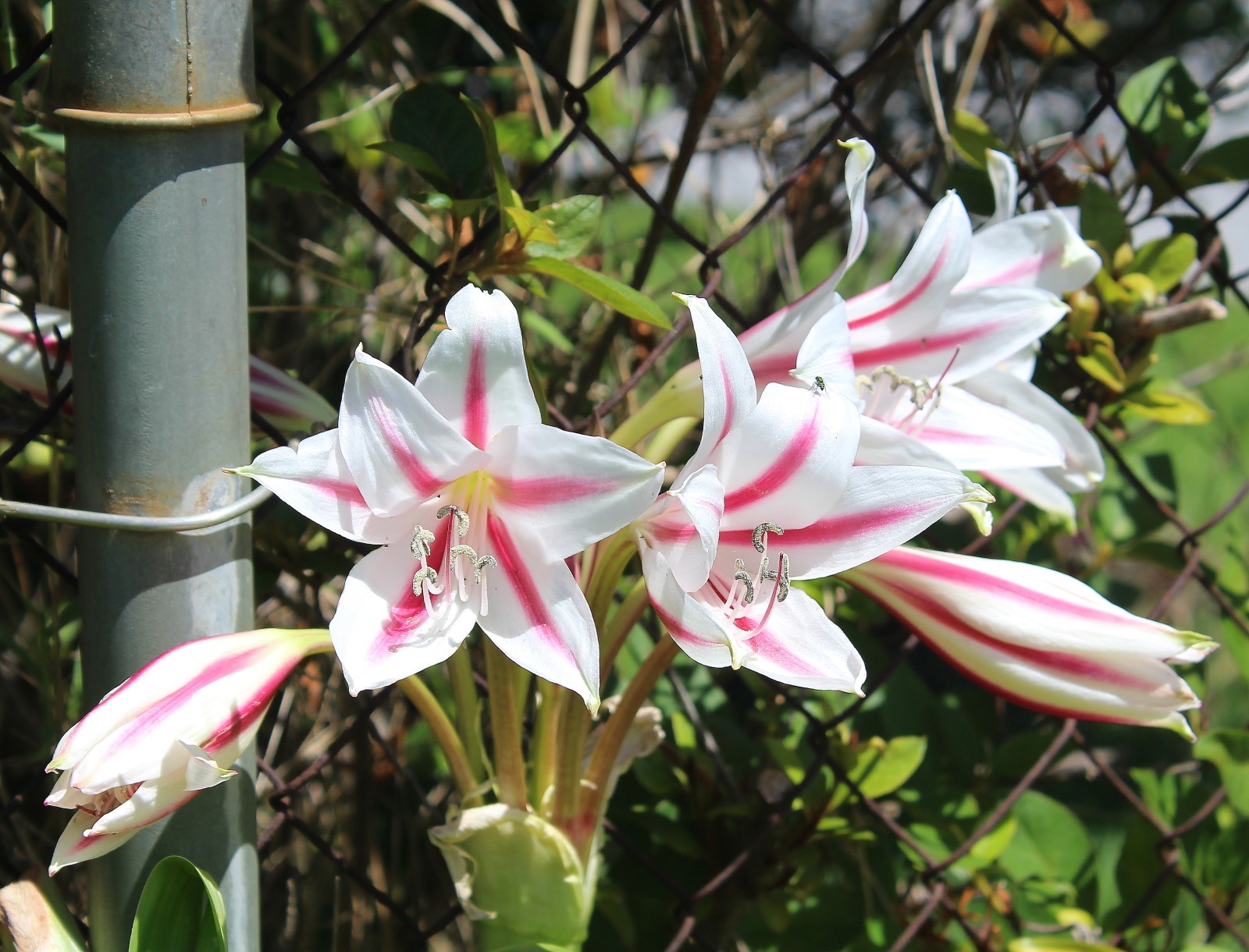 Bulbs for Spring - UF/IFAS Extension Osceola County