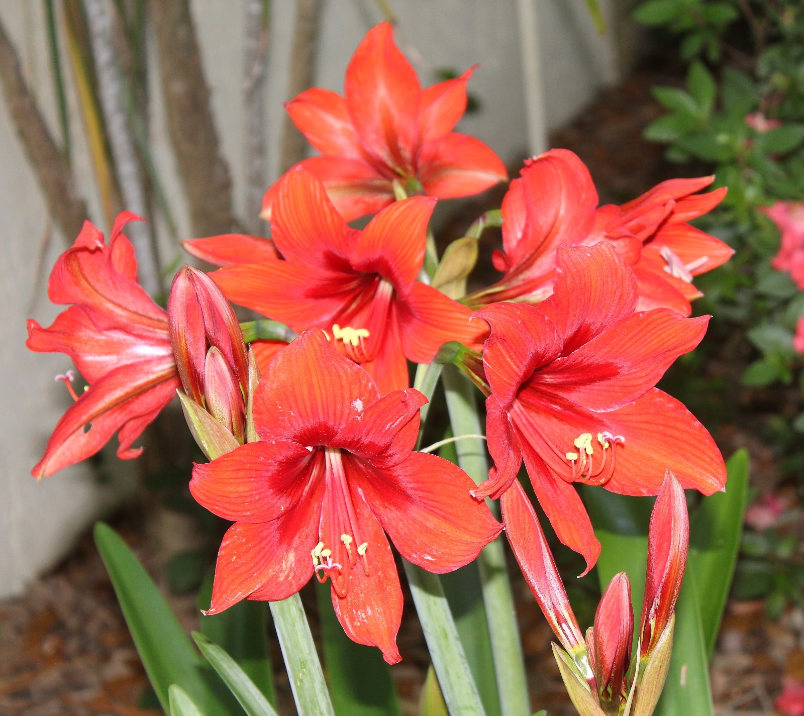 Bulbs for Spring - UF/IFAS Extension Osceola County