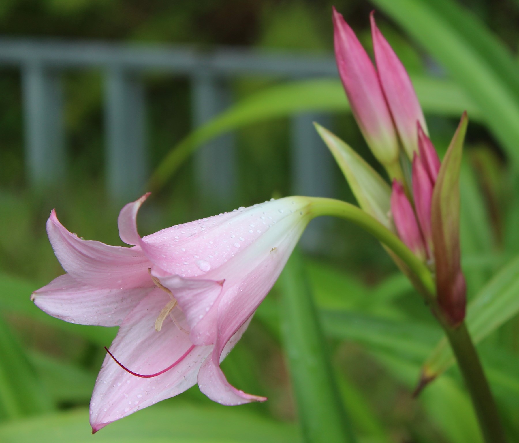 Bulbs for Spring - UF/IFAS Extension Osceola County