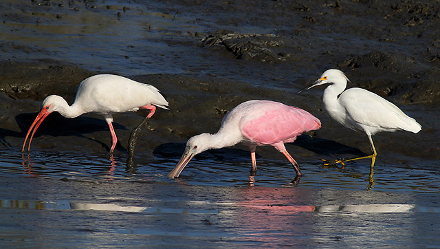 What Bird is This? Wading Birds of Florida - UF/IFAS Extension Osceola ...