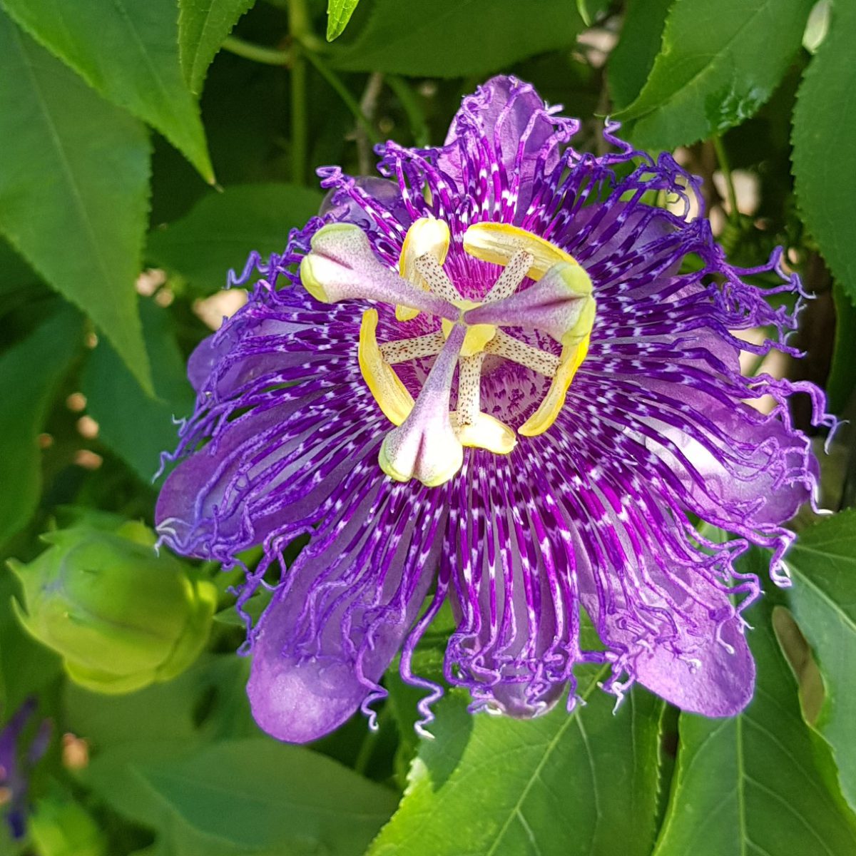Passionflowers for Central Florida - UF/IFAS Extension Osceola County