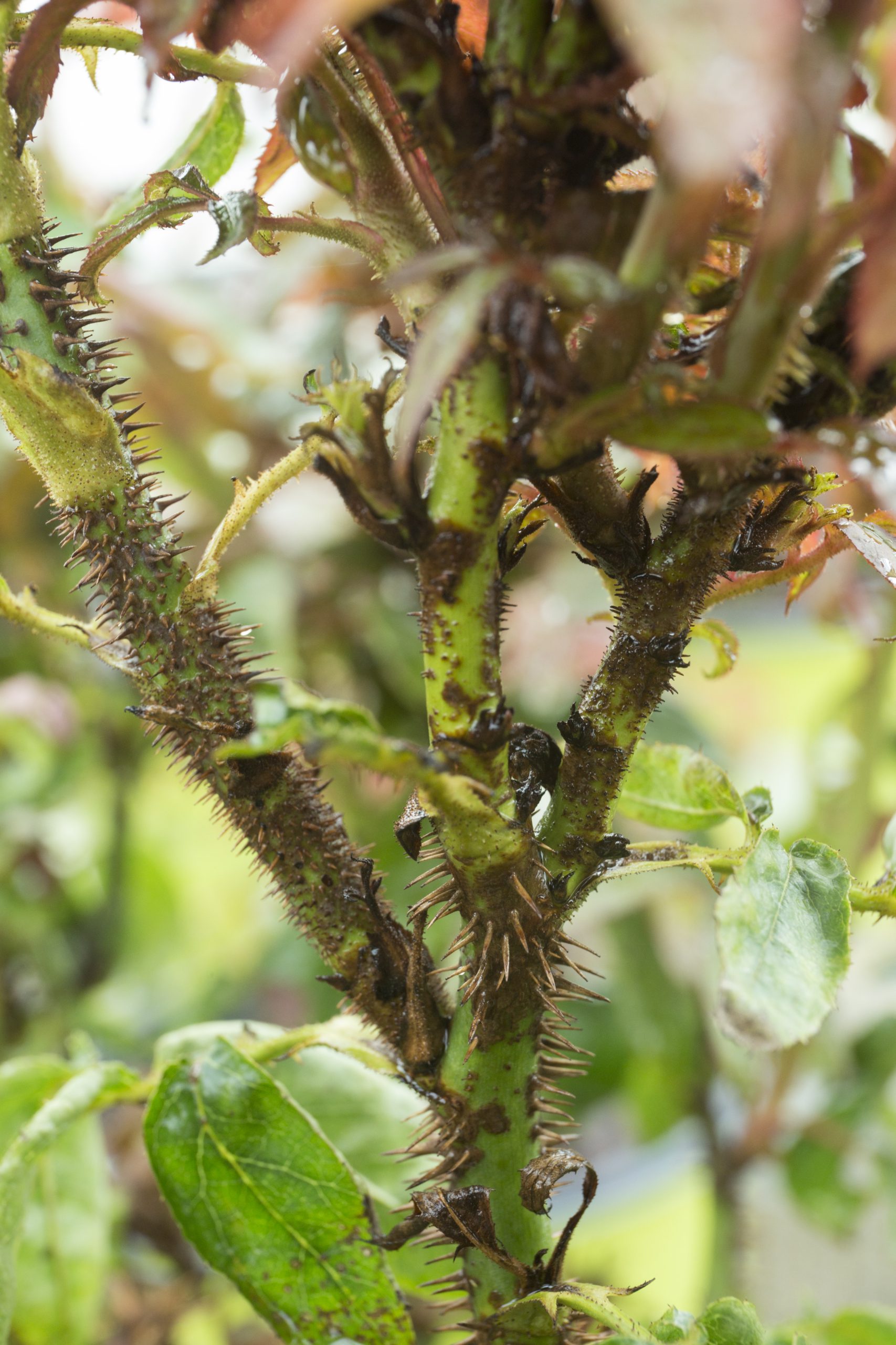 Gardening Tip: Roses - UF/IFAS Extension Osceola County