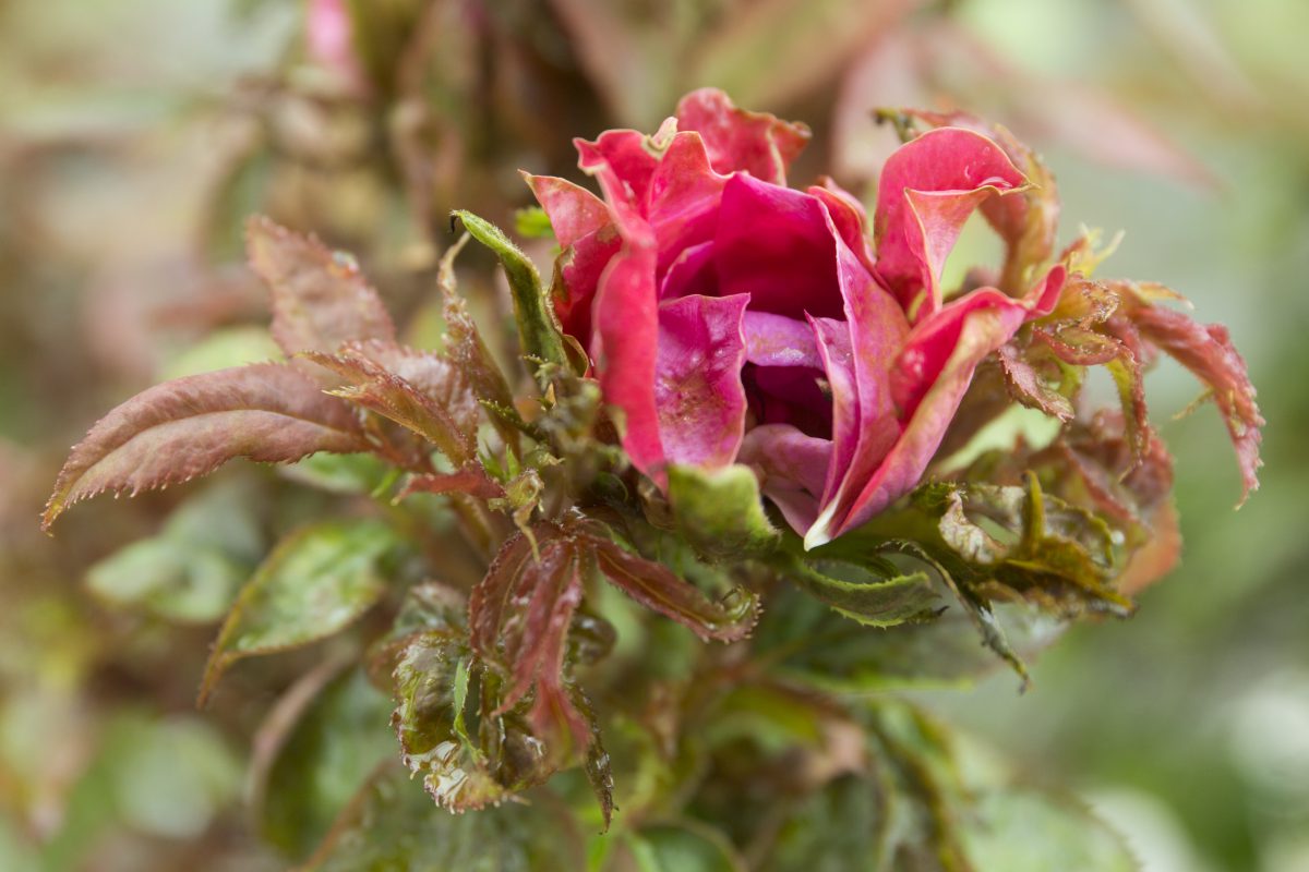 Gardening Tip: Roses - UF/IFAS Extension Osceola County