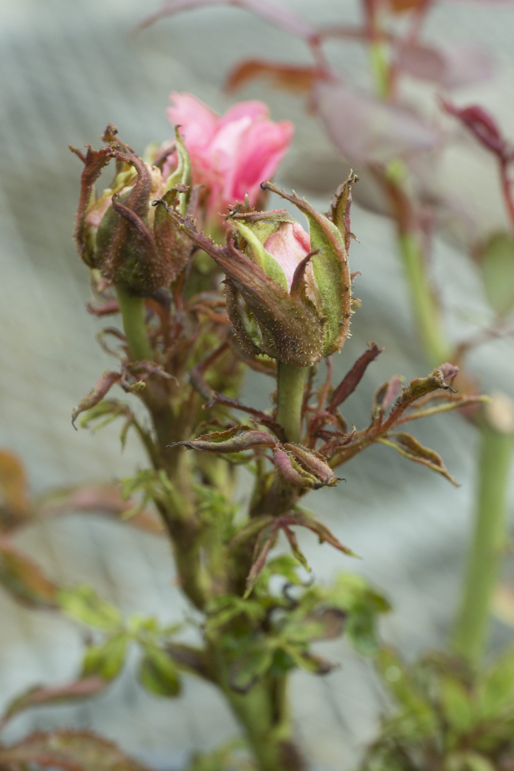 Gardening Tip: Roses - UF/IFAS Extension Osceola County