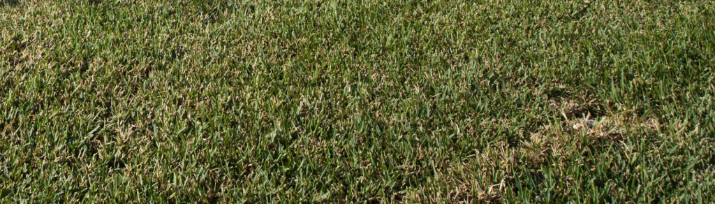 Pre-emergence Herbicides- Prevention Better than Cure - UF/IFAS ...