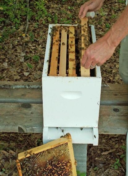 Starting New Honey Bee Colonies: Packages vs. Nucs - UF/IFAS Extension ...
