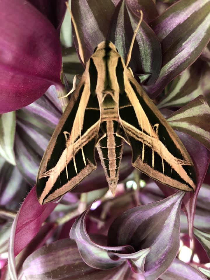 Go Mothing! It’s National Moth Week—Join the Hunt! - UF/IFAS Extension ...