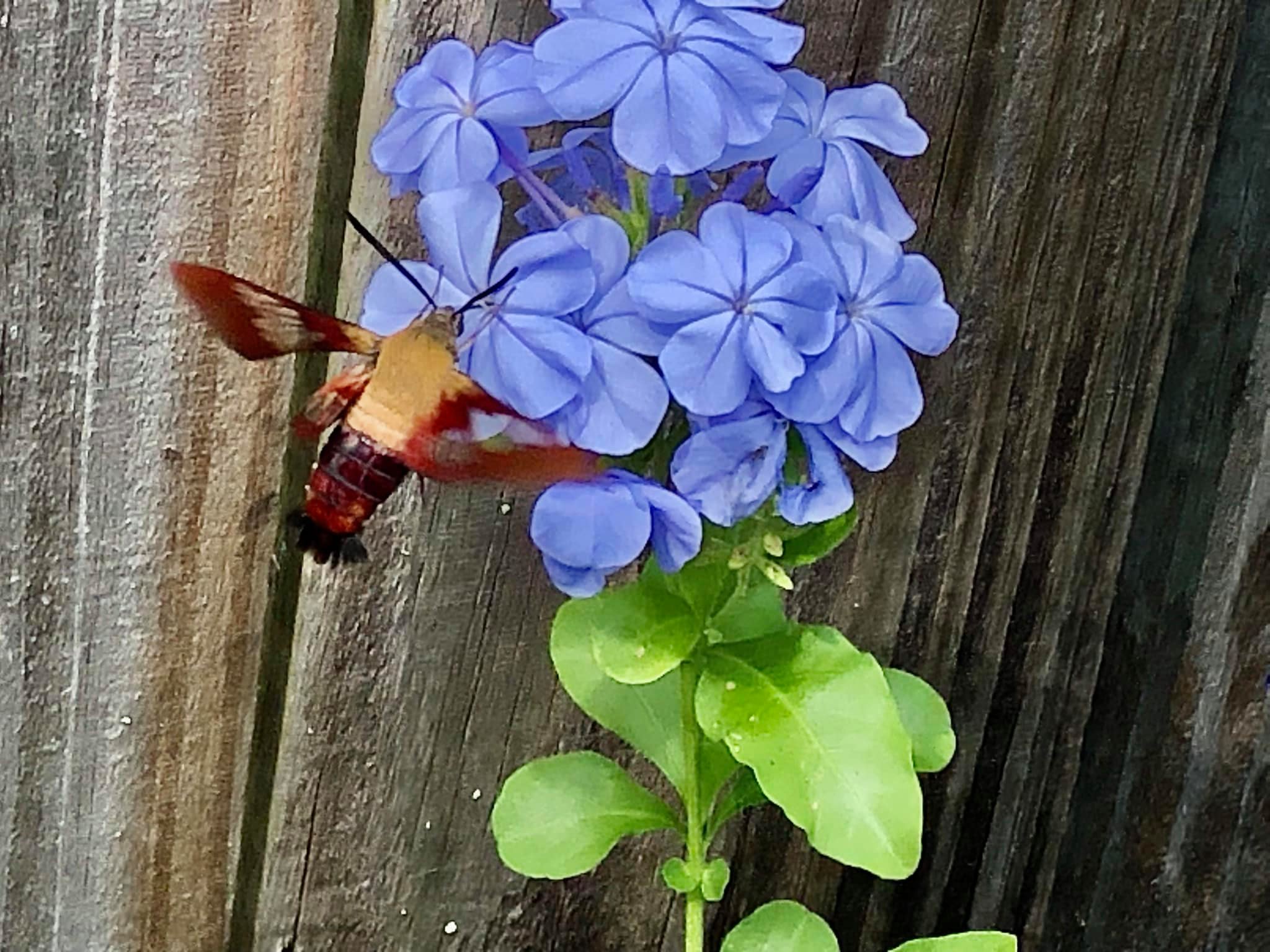 Go Mothing! It’s National Moth Week—Join the Hunt! - UF/IFAS Extension ...