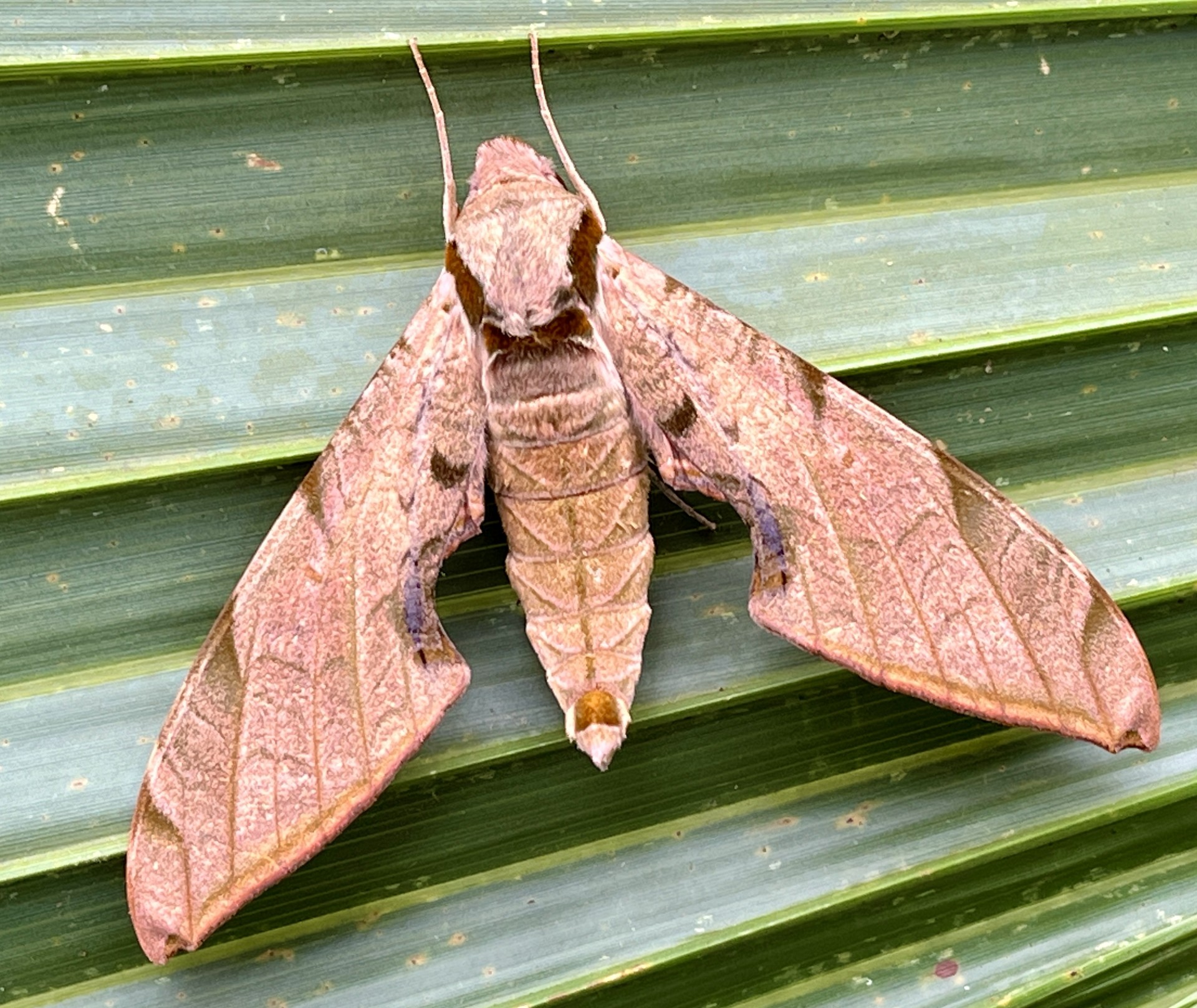 Go Mothing! It’s National Moth Week—Join the Hunt! - UF/IFAS Extension ...