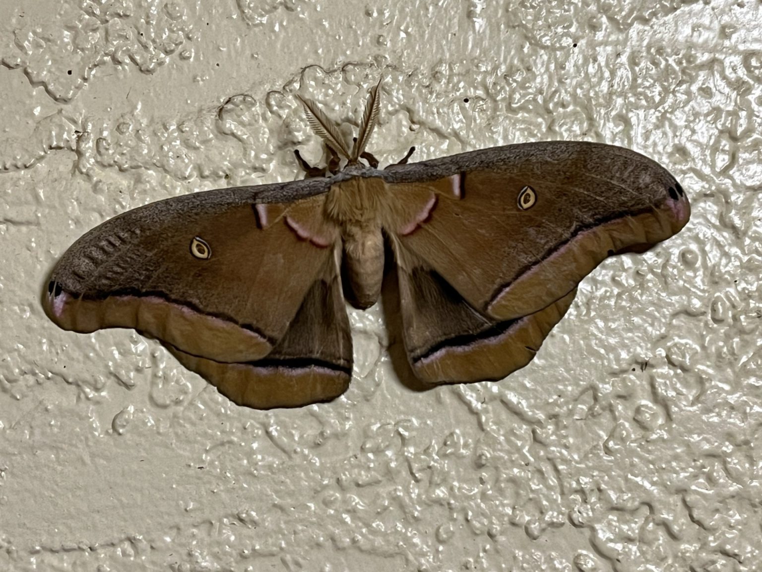 Go Mothing! It’s National Moth Week—Join the Hunt! - UF/IFAS Extension ...