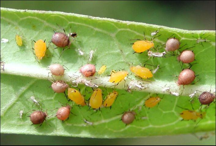 aphids-and-parasitized-aphids-UF – UF/IFAS Extension Palm Beach County
