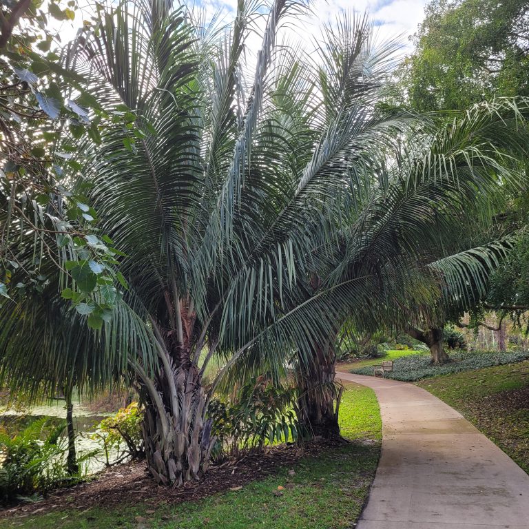 The High Plateau Coconut Palm: Push that Tropical Look Further North ...