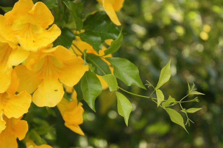 Declawing the Dolichandra… - UF/IFAS Extension Palm Beach County