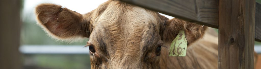 UF/IFAS Extension Pasco County