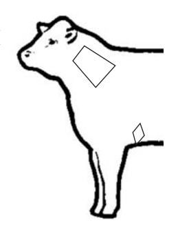 Vaccinations for Cattle-An Ounce of Prevention - UF/IFAS Extension ...