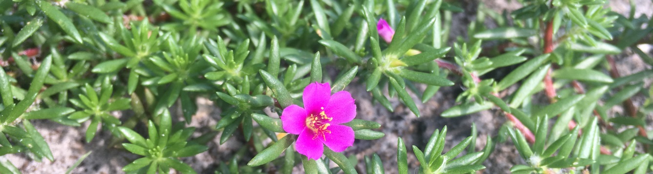 Wildflower, weed, ... or groundcover? - UF/IFAS Extension Pasco County